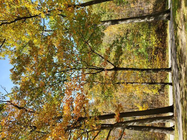 Chestnut Oak | CMP Tree Selection Tool